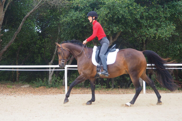 Gearing Up for Galloping - Horse Illustrated