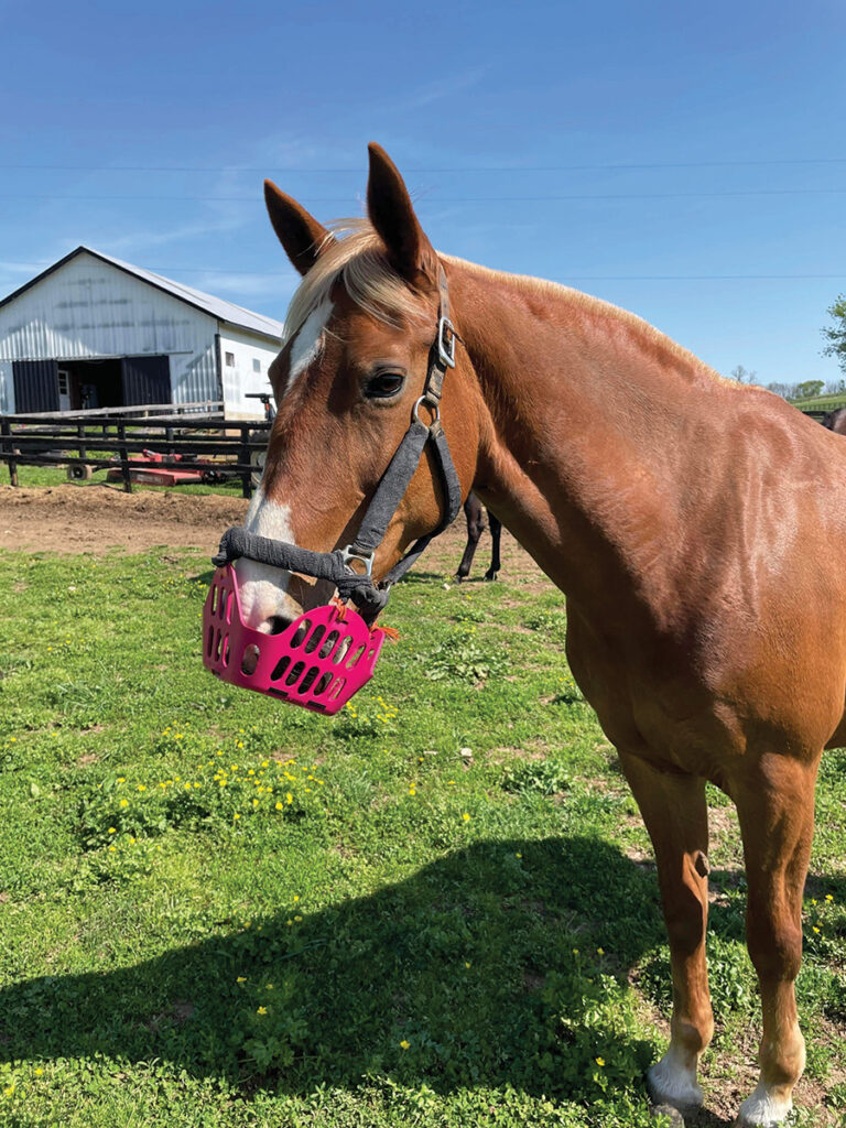 A Guide to Grazing Muzzles - Horse Illustrated