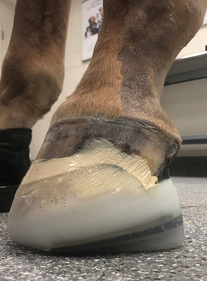 Treatment and Recovery of Founder in Horses - Horse Illustrated