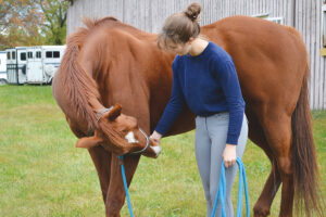 Five Groundwork Exercises for Your Horse - Horse Illustrated