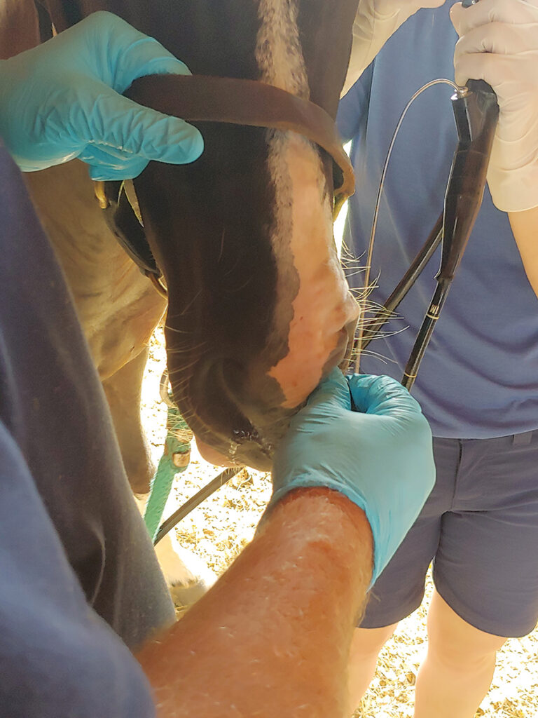 An Overview of Strangles in Horses - Horse Illustrated