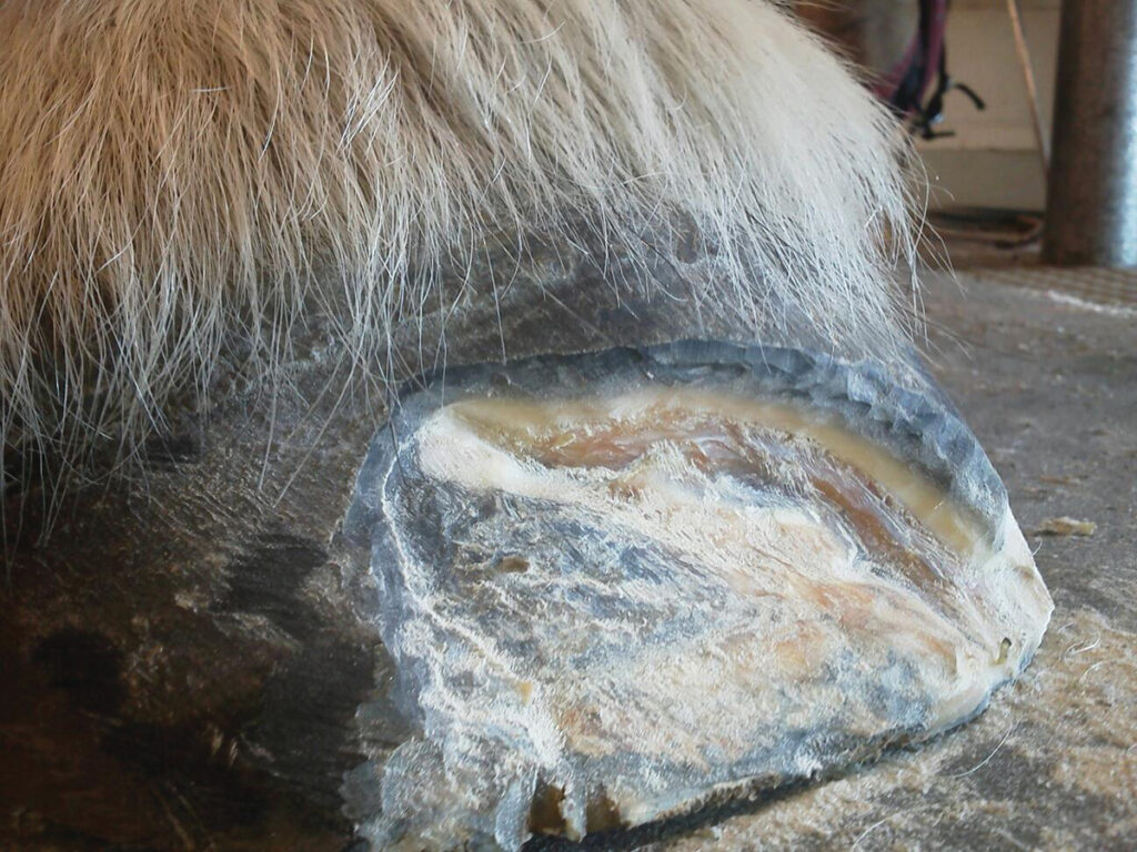 White Line Disease in Horses: An Overview - Horse Illustrated