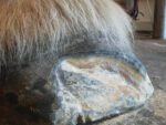 White Line Disease in Horses: An Overview - Horse Illustrated