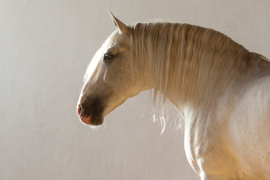 The Lusitano Horse - Horse Illustrated