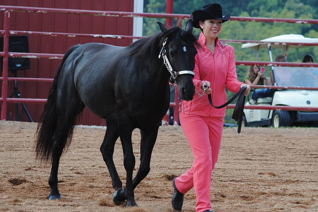 Horse Breed Portrait: Missouri Fox Trotter - Horse Illustrated