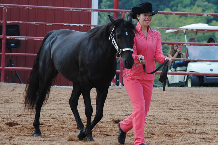 Horse Breed Portrait: Missouri Fox Trotter - Horse Illustrated