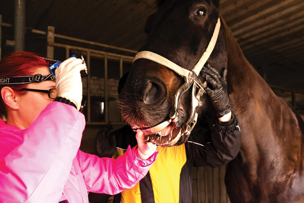 An Overview of Cecal Impaction Colic - Horse Illustrated