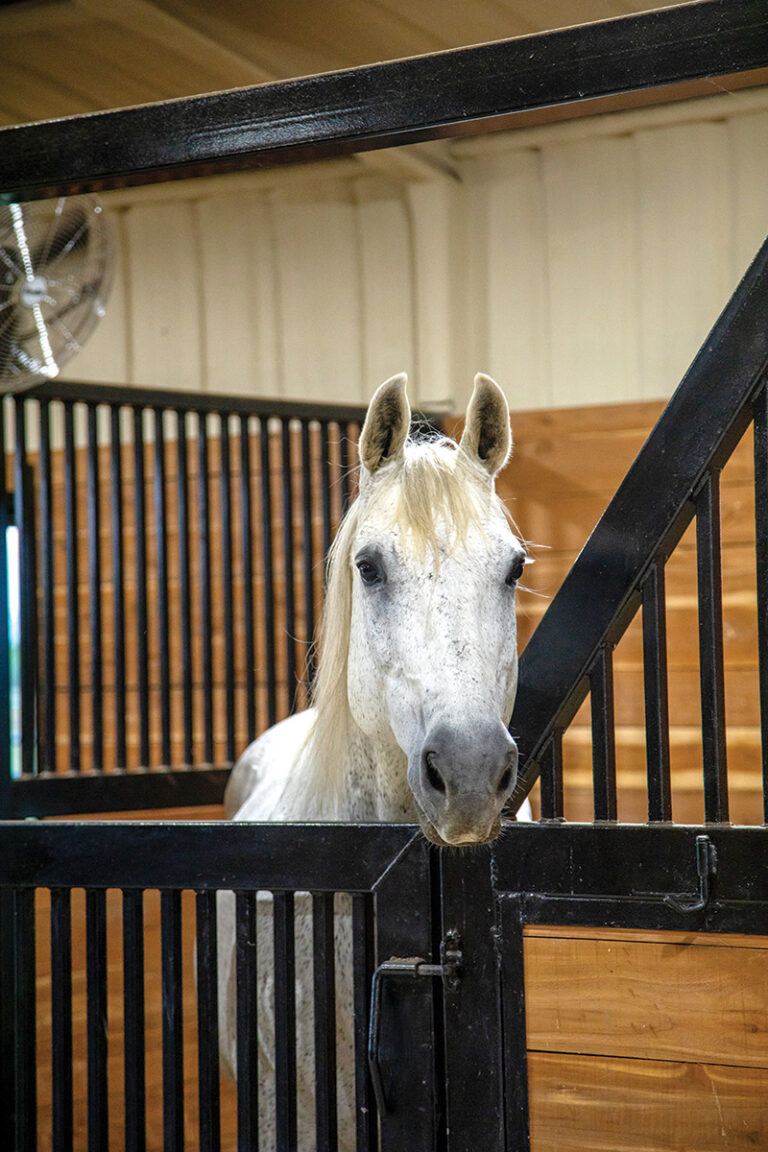 Treatment of Equine Tendon Injuries - Horse Illustrated