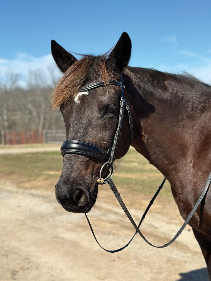 How to Bridle a Horse That Evades the Bridle - Horse Illustrated
