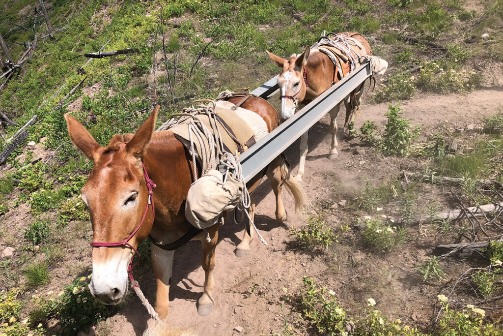 The Working Mules of our Public Lands - Horse Illustrated