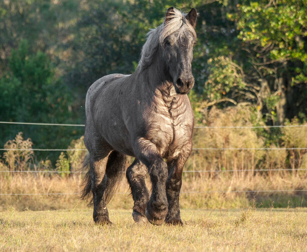 The 10 Biggest Horse Breeds in the World - Horse Illustrated