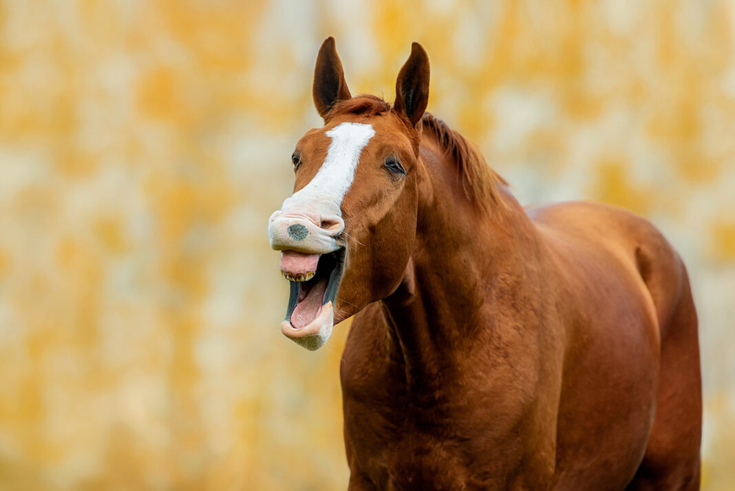 100+ Best Female Horse Names for Your Mare or Filly