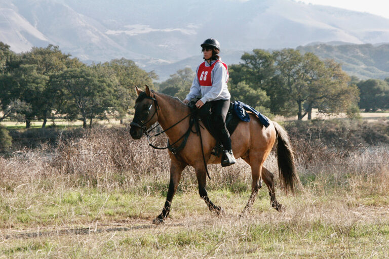 Treatment of Equine Tendon Injuries - Horse Illustrated