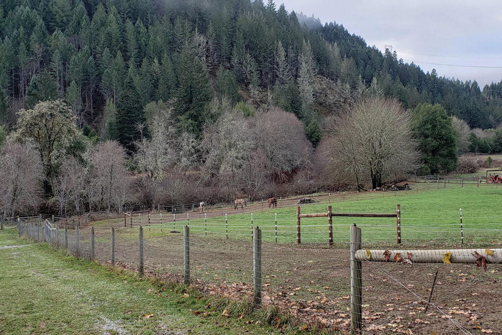 Equine Behavior: Social Living Situations - Horse Illustrated