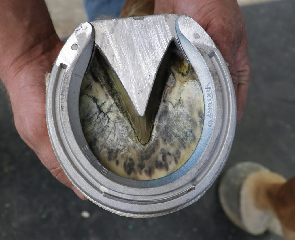 Treatment and Recovery of Founder in Horses - Horse Illustrated