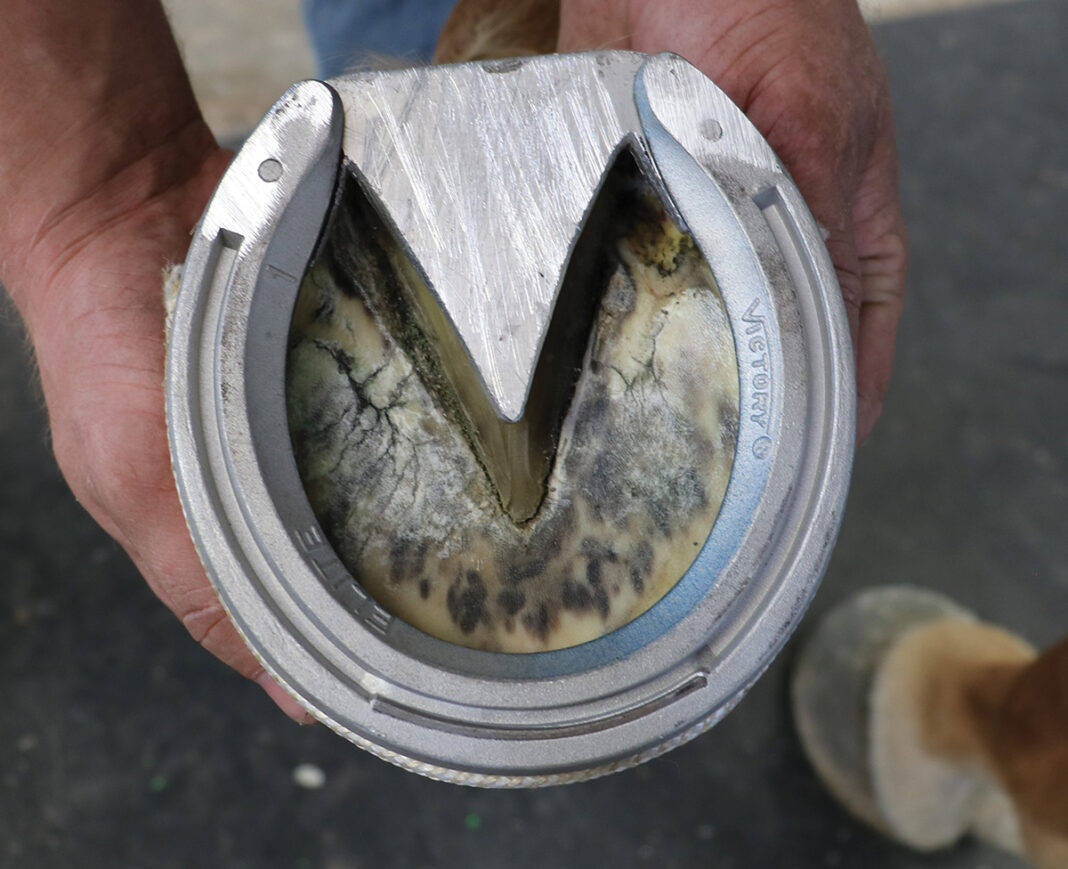 Treatment and Recovery of Founder in Horses - Horse Illustrated