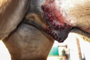 Decoding Sarcoids in Horses - Horse Illustrated