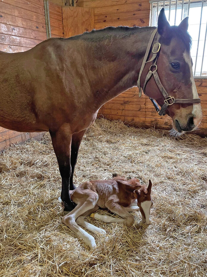 How the Nurse Mare Industry is Changing for the Better