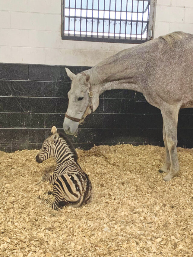 How the Nurse Mare Industry is Changing for the Better