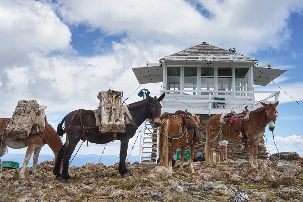 The Working Mules of our Public Lands - Horse Illustrated