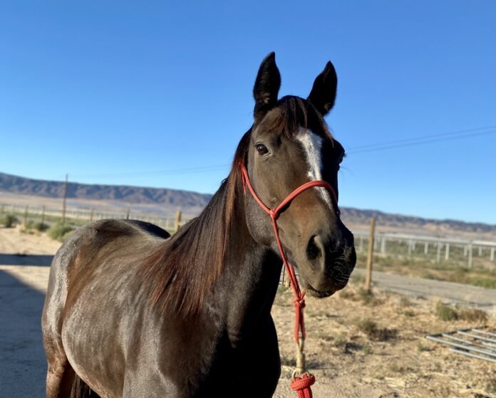 ASPCA Adoptable Horse of the Week: Babbling Brooke