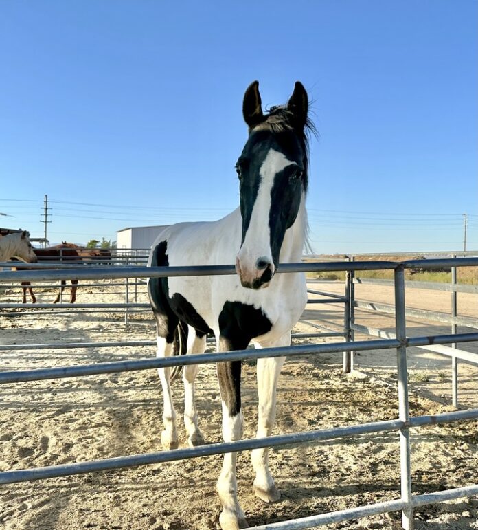 ASPCA Adoptable Horse of the Week: Diesel - Horse Illustrated