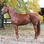 Horse Illustrated Magazine – Horse Training & Equine Health Care