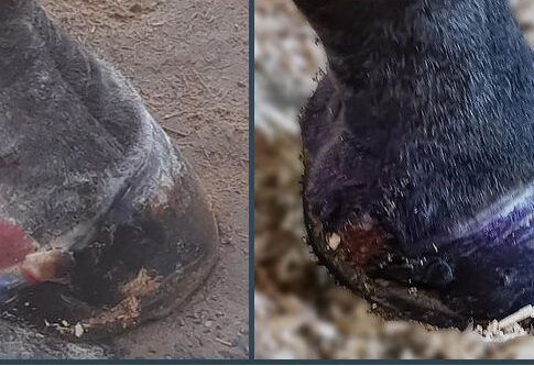 Equine Sedation 101 - Horse Illustrated