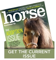 The American Saddlebred - Horse Illustrated