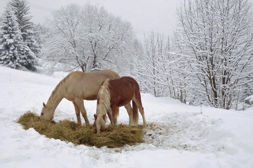 Is My Horse Cold in the Winter? – Keeping Horses Outdoors