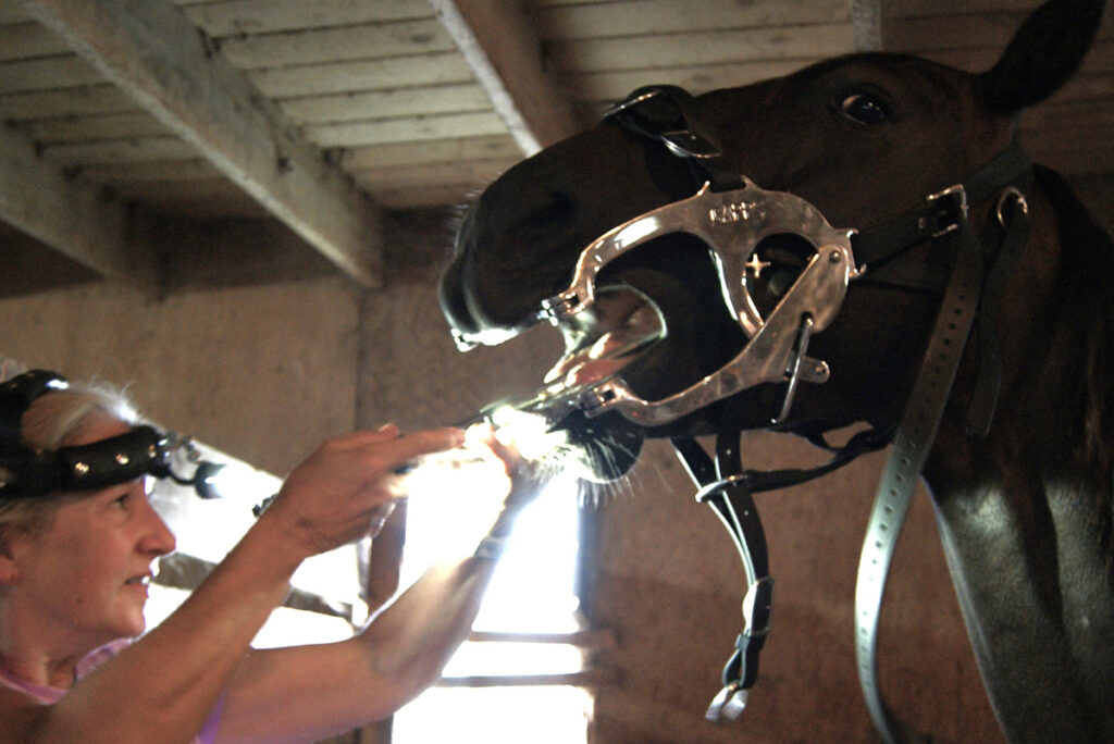 Horse Dental Care from an Equine Dental Technician