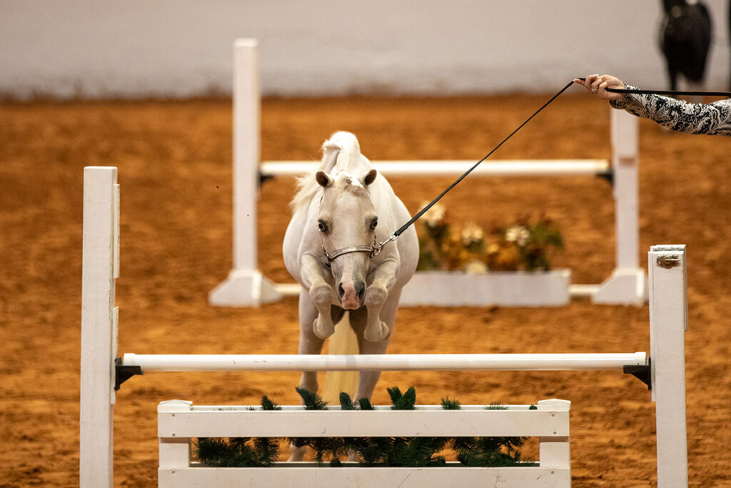 The American Miniature Horse World Championship Show