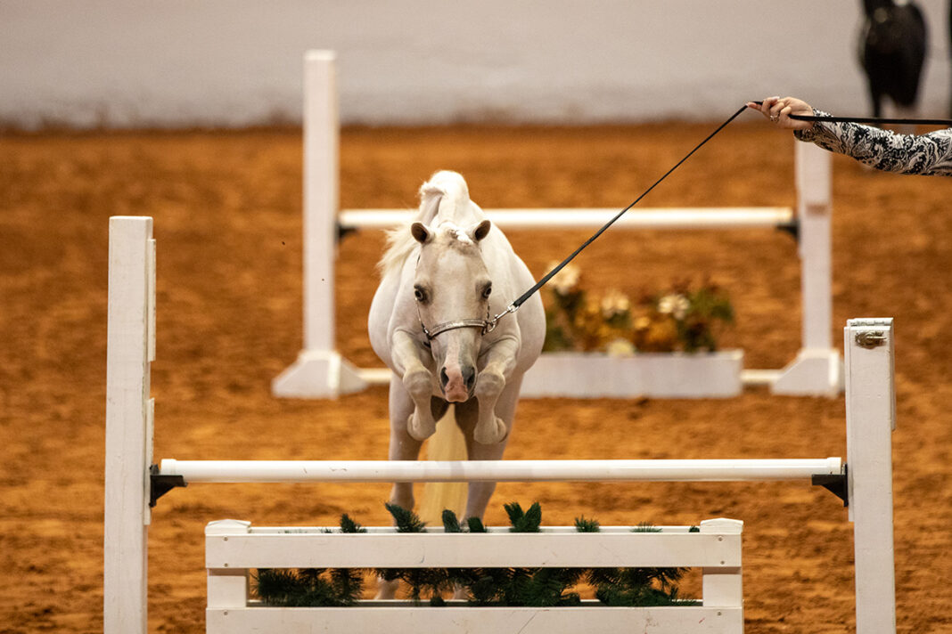The American Miniature Horse World Championship Show