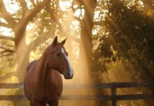 PEMF Equine Therapy - Horse Illustrated