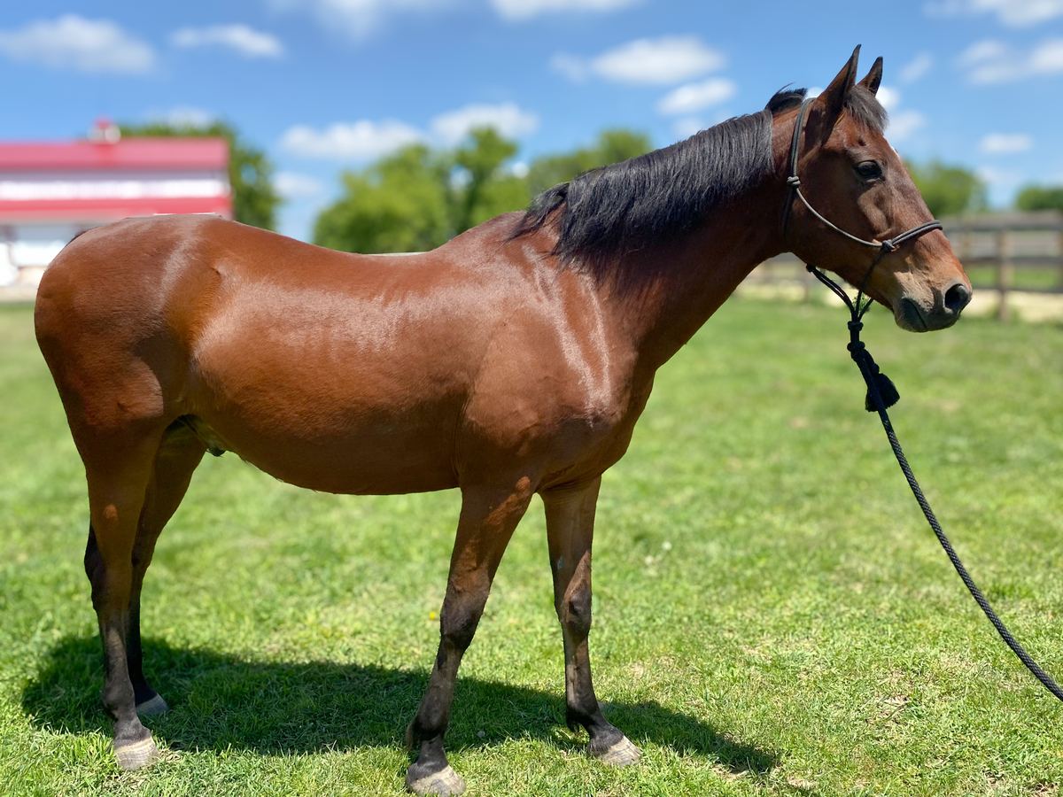 Barn Banter - Episode 33 - Horse Illustrated