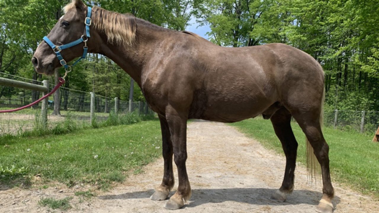 Big Jake Horse