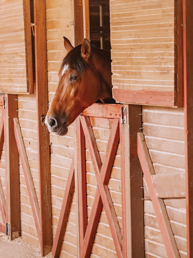 An Overview of Strangles in Horses - Horse Illustrated Magazine