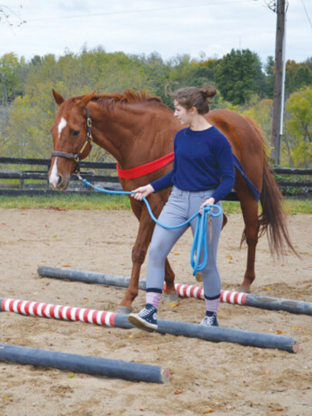 Groundwork Exercises for Your Horse - Horse Illustrated Magazine
