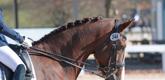 Everything You Need to Know About Saddle Fitting - Horse Illustrated