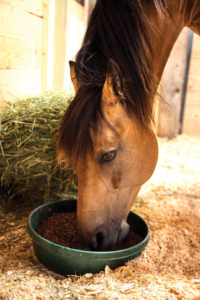 Common Horse Feeding Mistakes to Avoid - Horse Illustrated