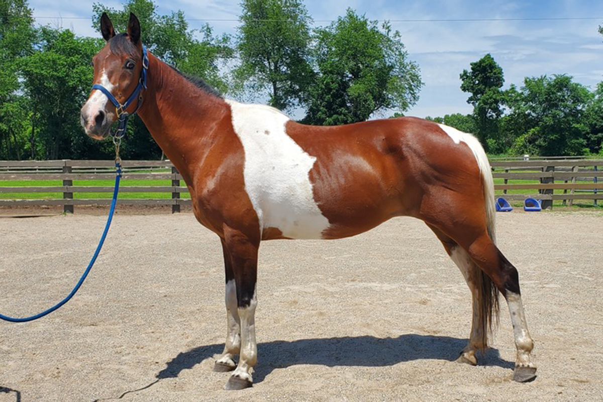 ASPCA’s Right Horse Adoptable Horse: Shy - Horse Illustrated