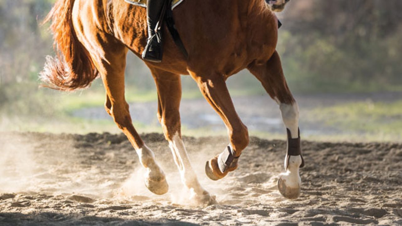 Horses In The Spring