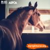 ASPCA Right Horse Adoptable Horse of the Week: Big Boy