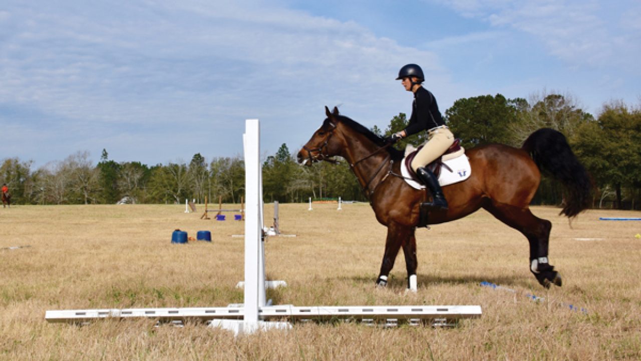 English Horse Riding Jumping